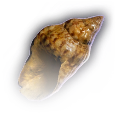 Conch Shell - Baldur's Gate 3 Wiki