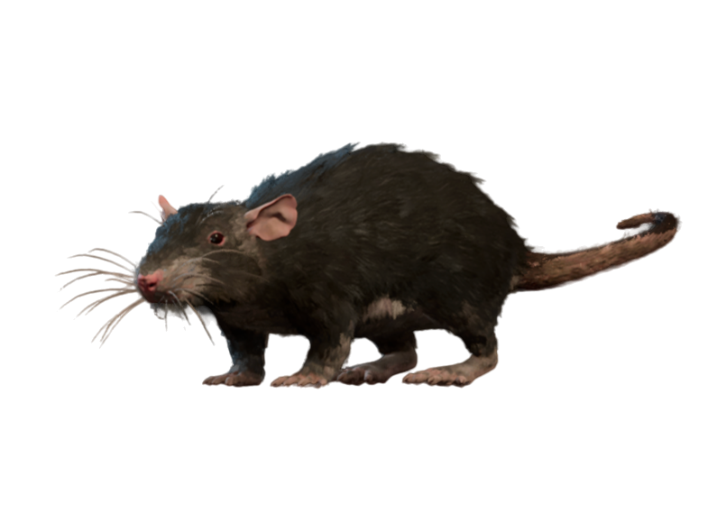 Giant Rat - bg3.wiki