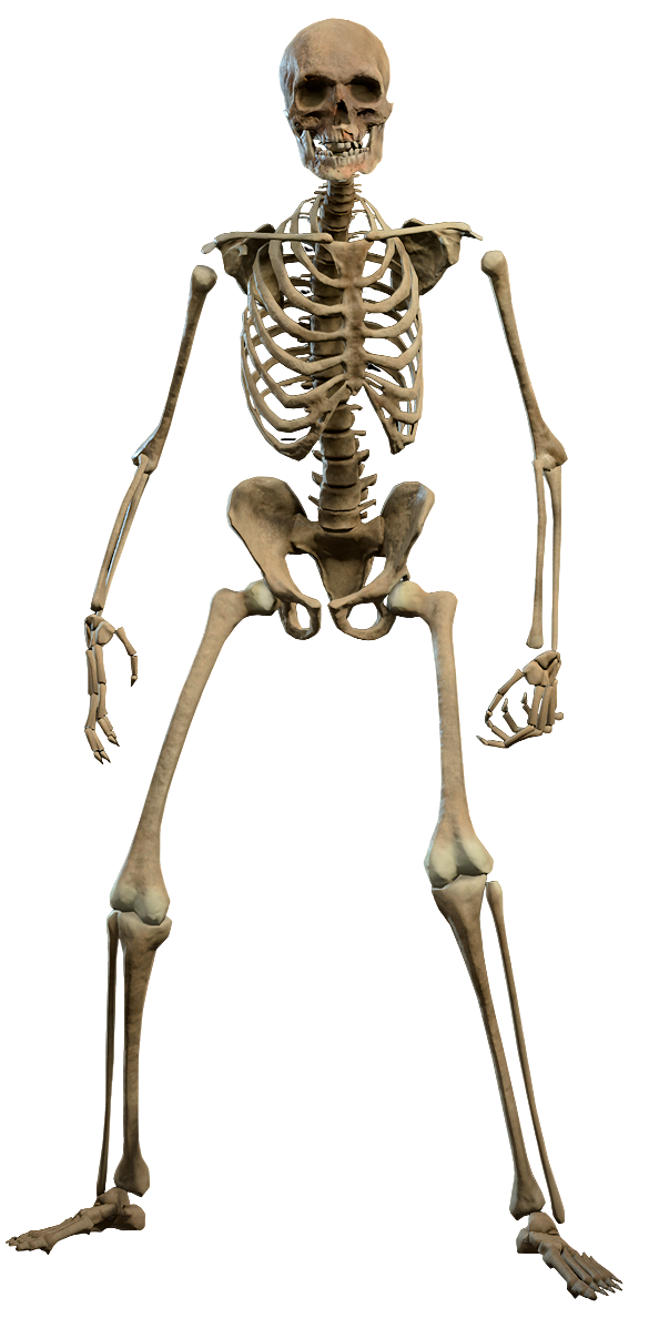 Skeleton - bg3.wiki
