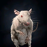 Rat (albino) - bg3.wiki
