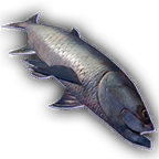 Fish (Big) - bg3.wiki