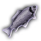 Fish - bg3.wiki