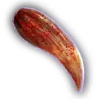 Worg Fang - bg3.wiki