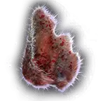 Hyena Ear - bg3.wiki