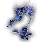 Night Orchid - bg3.wiki