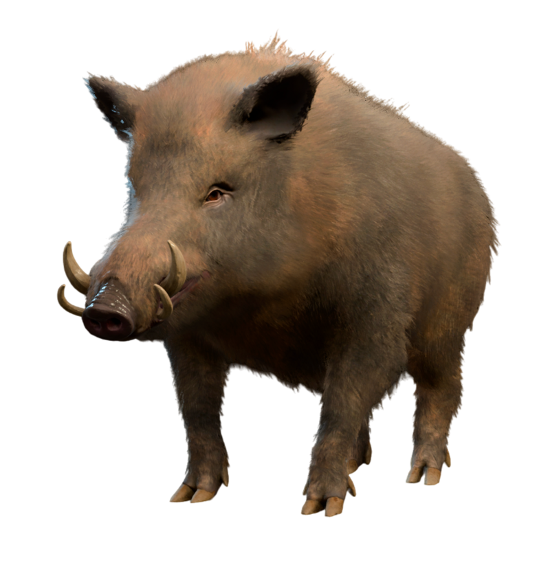 Boar - bg3.wiki