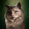 Cat - bg3.wiki