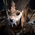 Yeenoghu - bg3.wiki