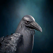 Raven (white) - bg3.wiki