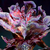 Blooming Drow Head - bg3.wiki