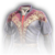 Armour - Baldur's Gate 3 Wiki