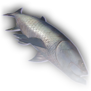 Fish (Big) - bg3.wiki