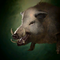 Boar - bg3.wiki