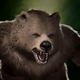 Bear Companion - bg3.wiki