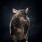 Rat - bg3.wiki