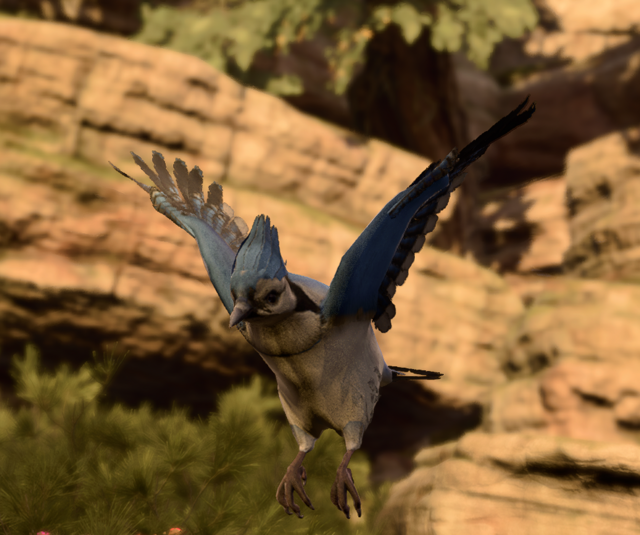Blue Jay - bg3.wiki