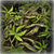 Dryad - bg3.wiki