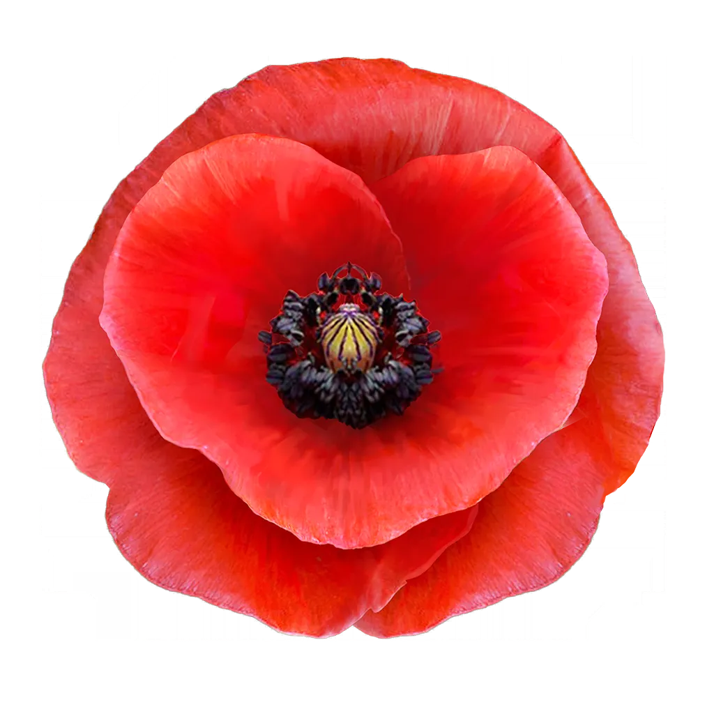 File:Sticker Env Flower Poppy.webp - bg3.wiki