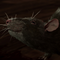 Rat - bg3.wiki