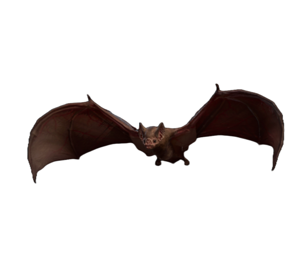 Bat - bg3.wiki