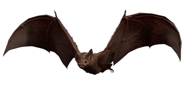 Bat - bg3.wiki