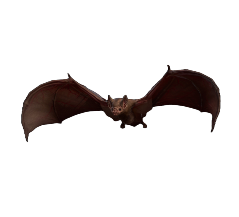 Bat - bg3.wiki