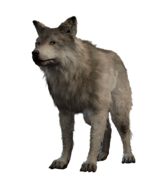 Wolf Companion - bg3.wiki