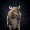 Rat - bg3.wiki