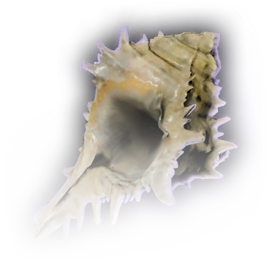 Conch Shell - bg3.wiki